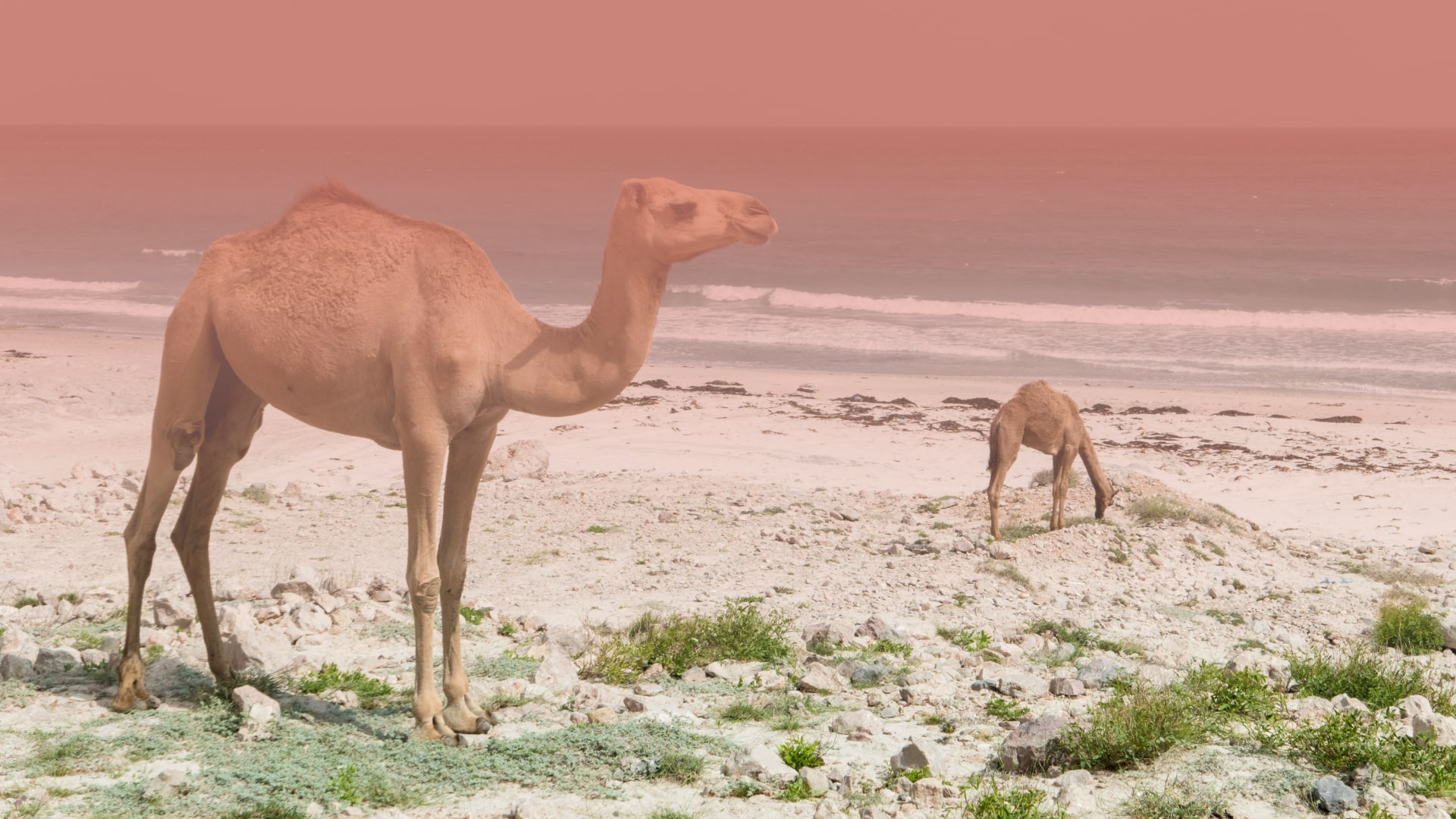 10 interesting facts about Oman - Pearl of Arabia